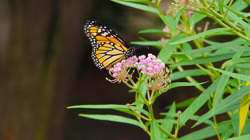 Building Environmental Awareness through the Life Cycle of the Monarch ...